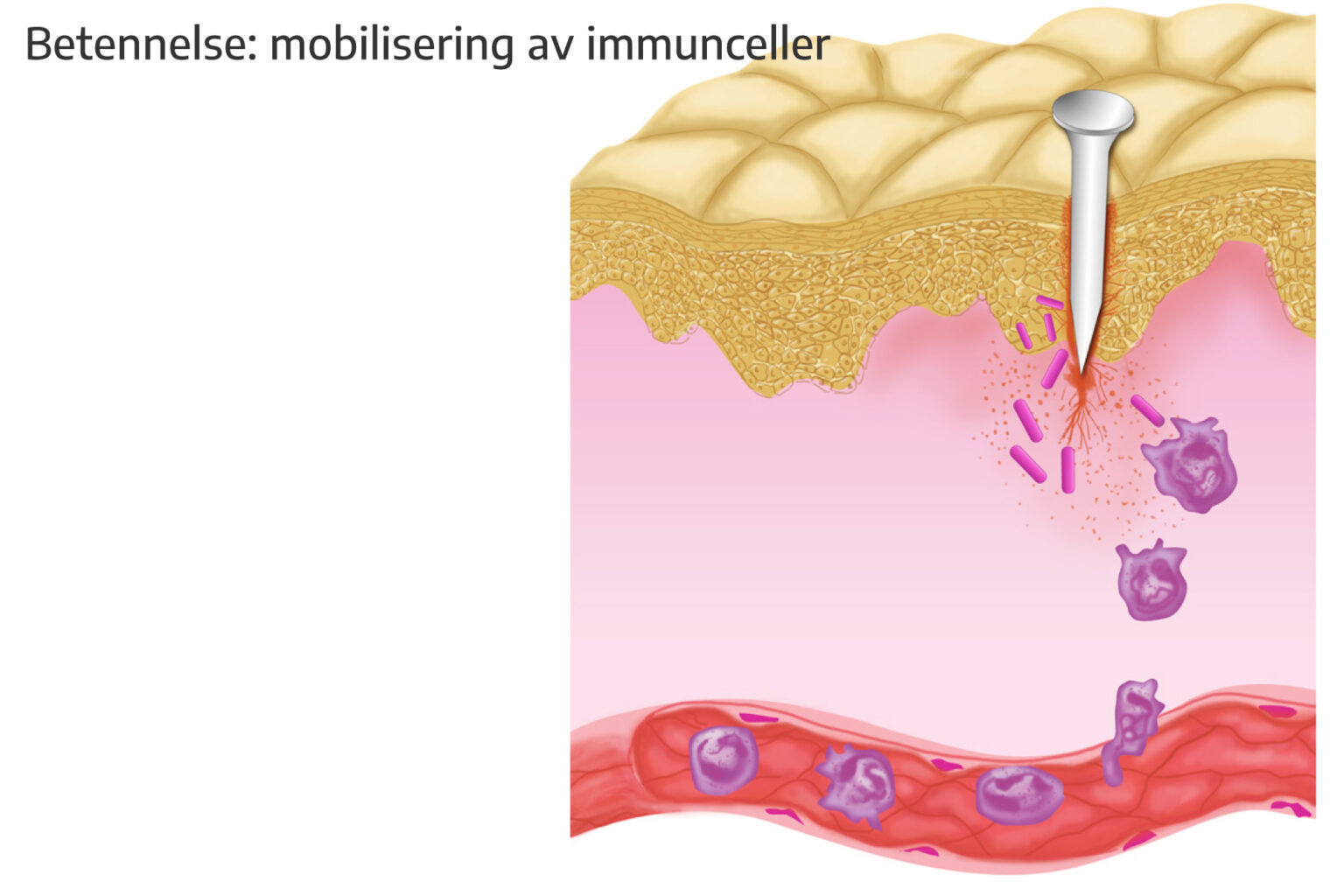 2.1.5 Betennelse og feber – Blodet og immunsystemet