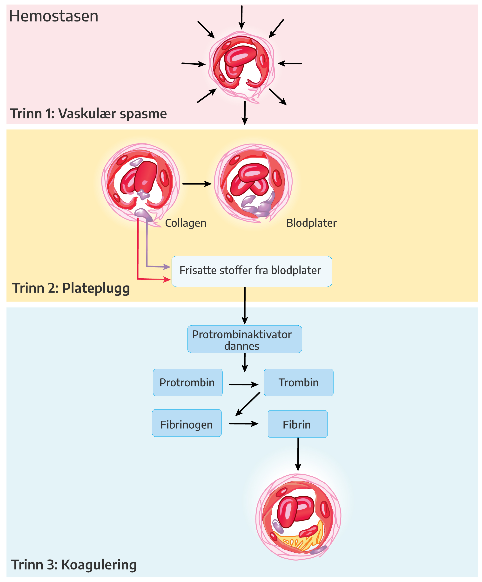 1.4 Hemostase – Blodet og immunsystemet